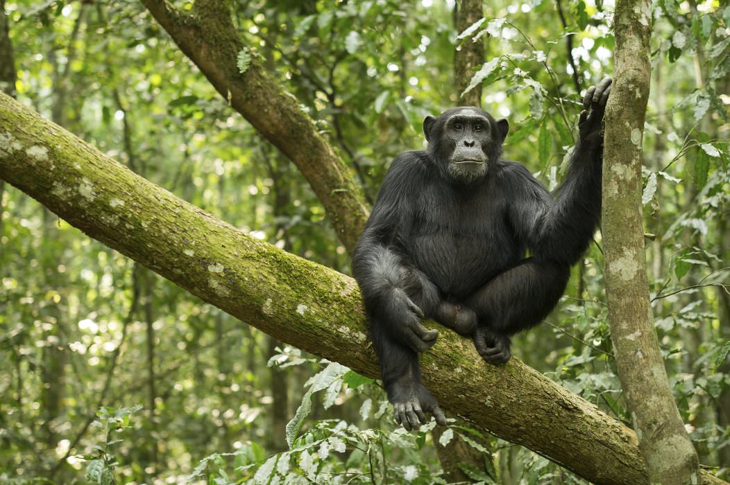 Chimpanzee trekking Uganda Safaris Chimpanzee Habituation Experience
