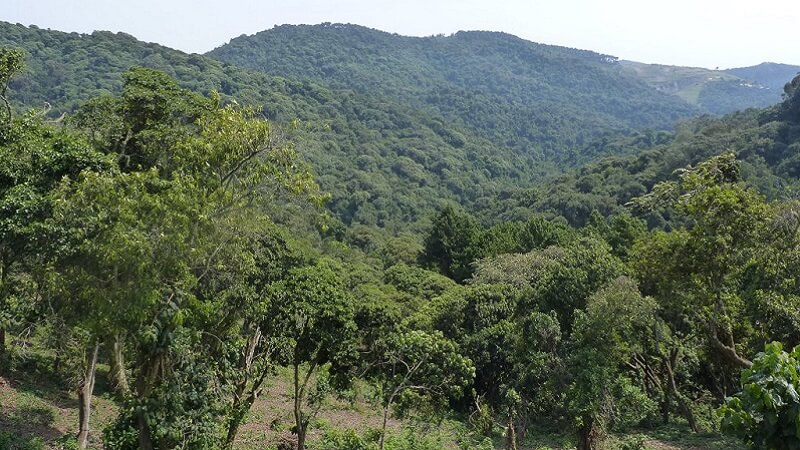 Gishwati Mukura National Park – Wild Jungle Trails Uganda Safaris™