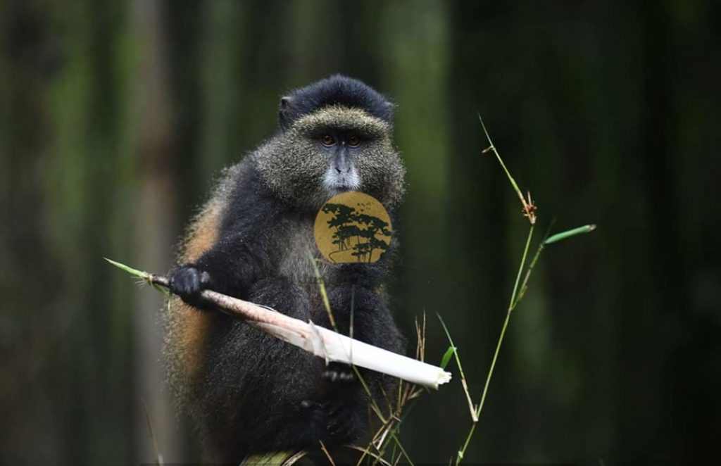 Golden Monkey trekking Uganda and Golden Monkey Habituation Safaris