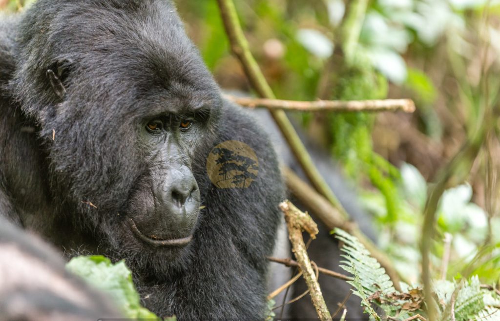 Gorilla trekking Uganda, Gorilla Safaris Uganda and Gorilla tours Uganda