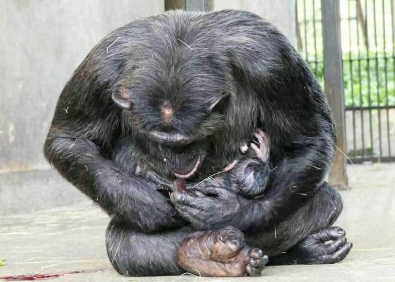 World’s Most Intelligent Chimpanzee; Natasha Gives Birth to Baby Girl ...
